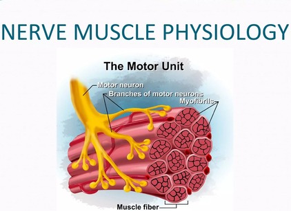 Nerve and Muscle Physiology - Doctors Revision