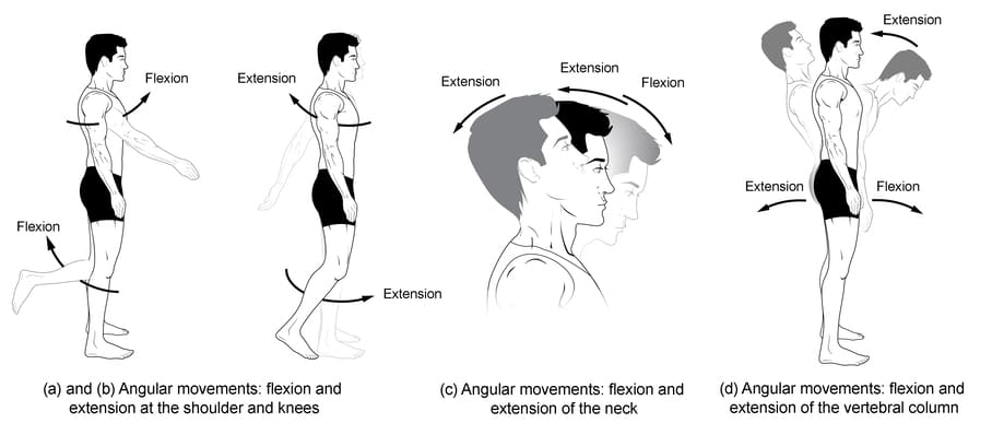 Anatomical movements - Doctors Revision
